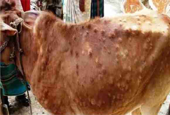 بڑے جانوروں میں ’’ Lumpy ‘‘ وائرس، گوشت کے استعمال پر انسانوں میں ...